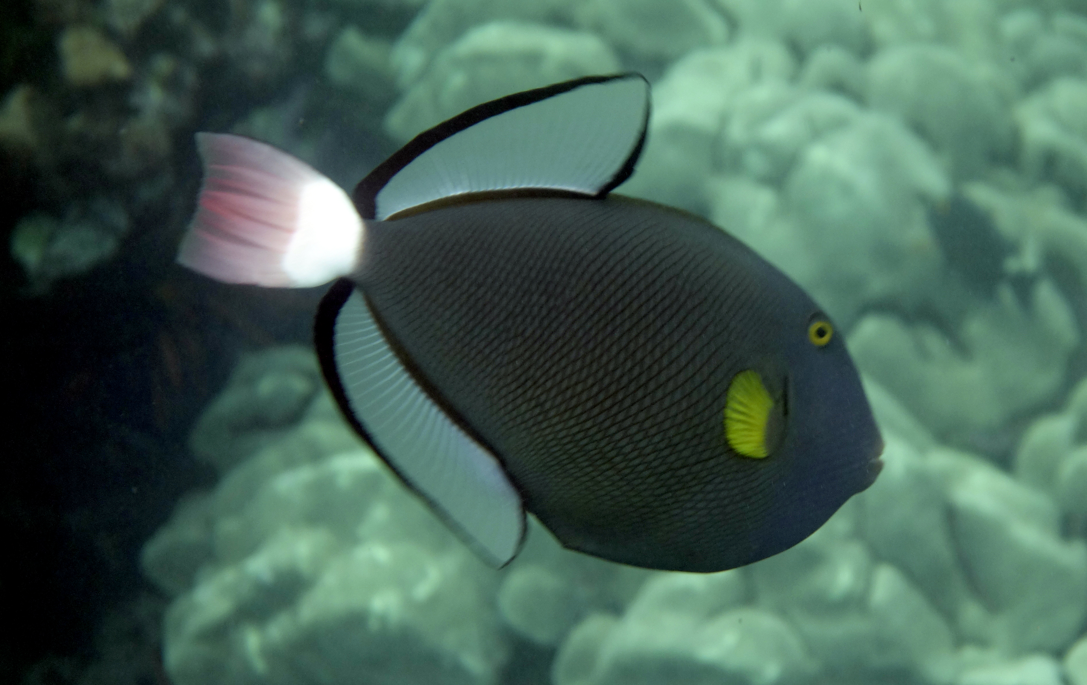 Pinktail Triggerfish