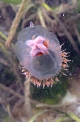 Blob Top Jelly. Neoturris breviconis - Marine Life et cetera