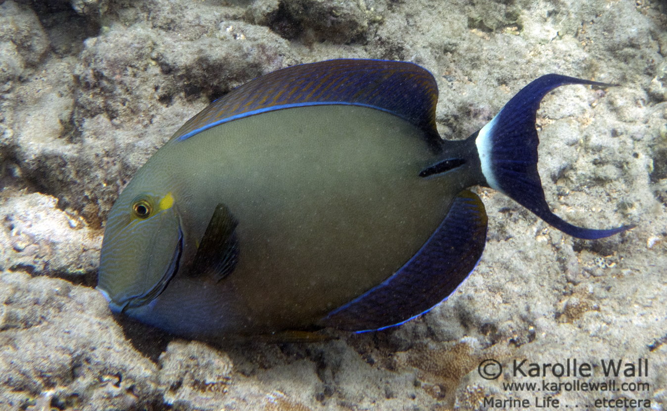 Ring Tail Tang