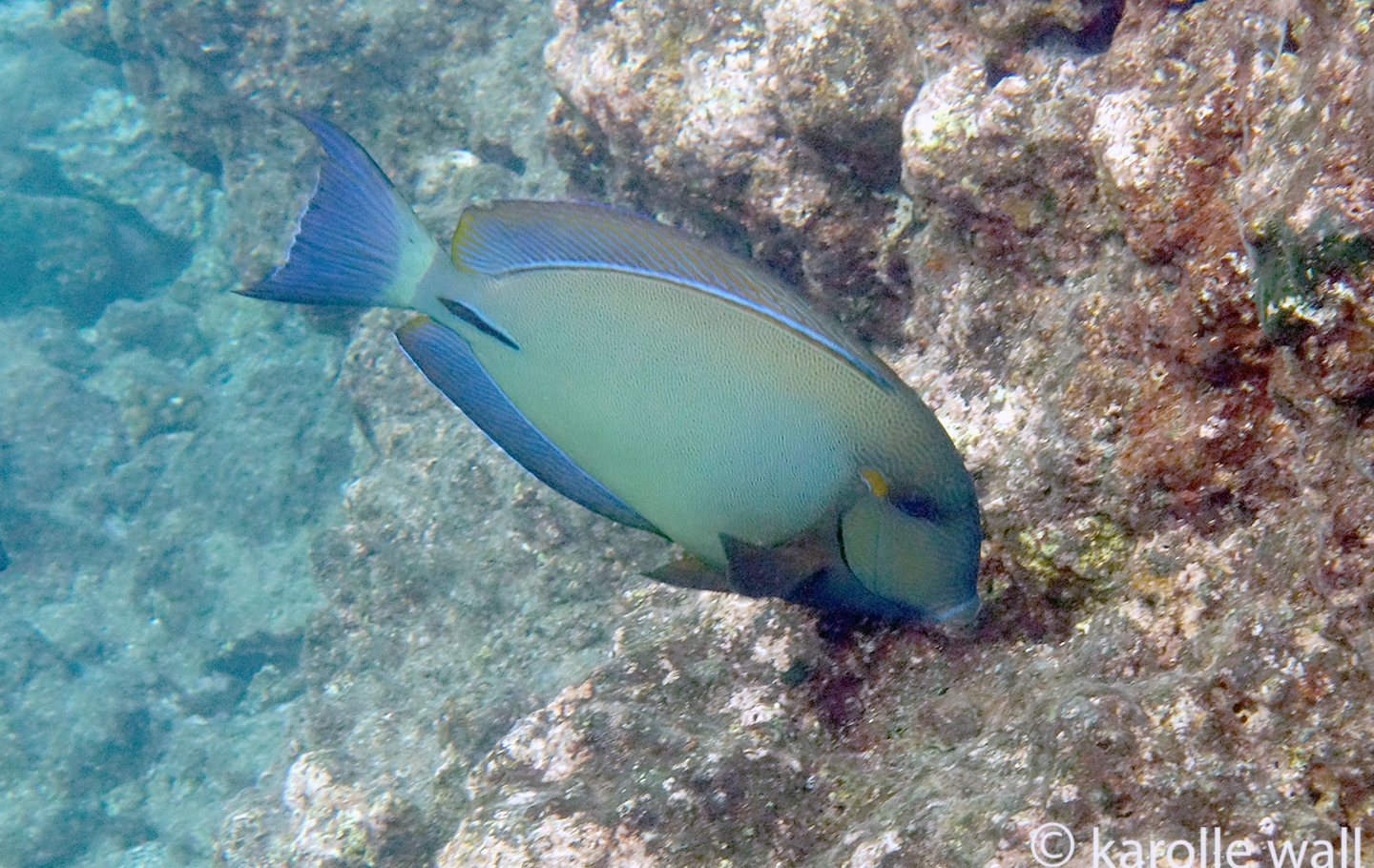 Ring Tail Tang