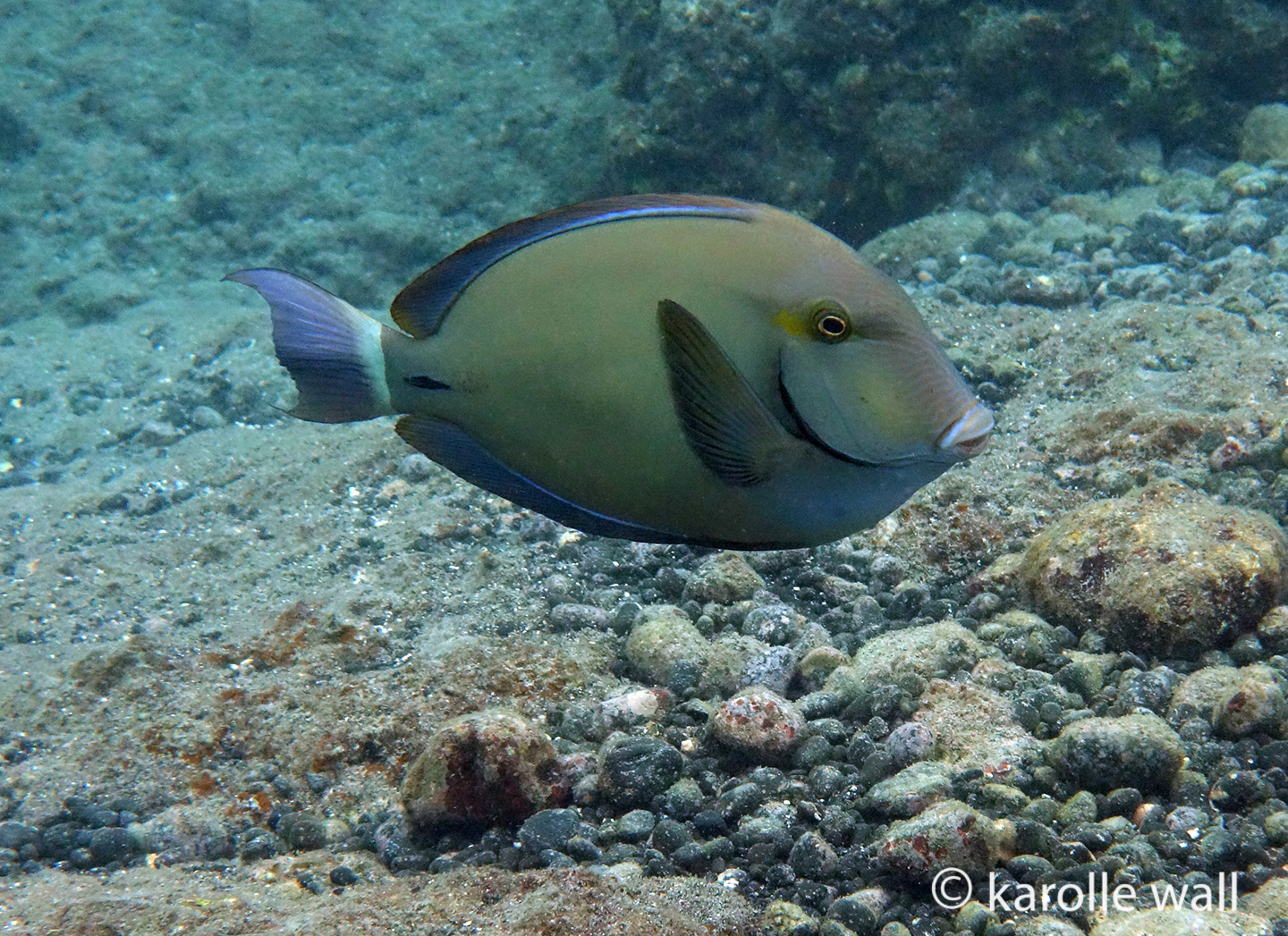 Ring Tail Tang