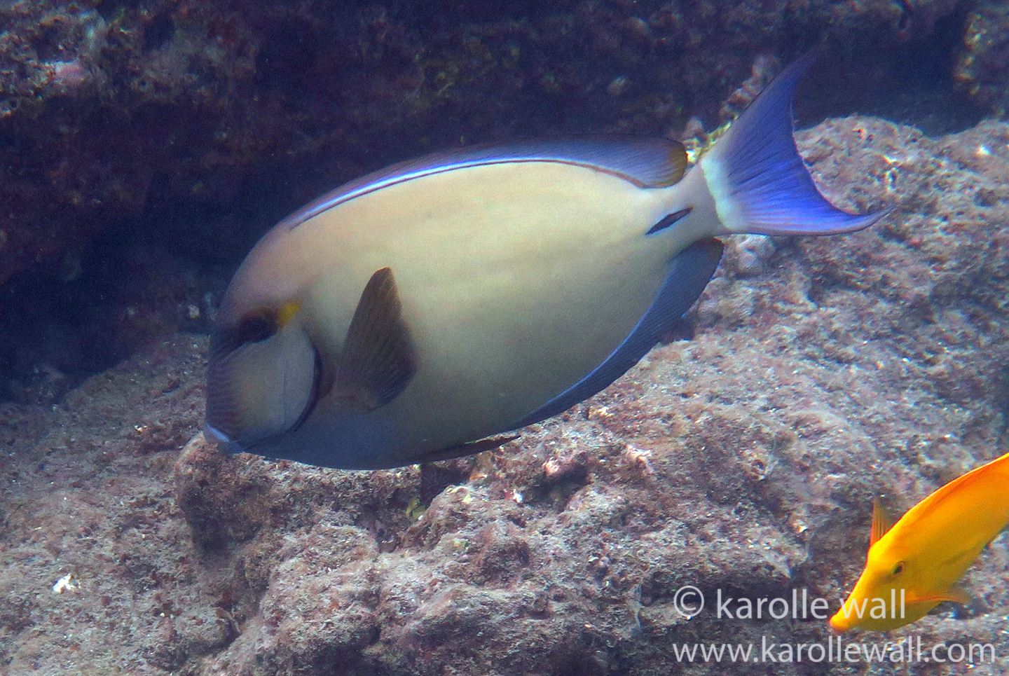 Ring Tail Tang