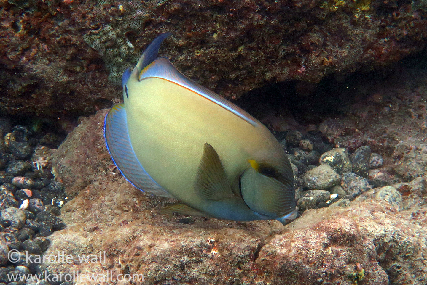 Ring Tail Tang